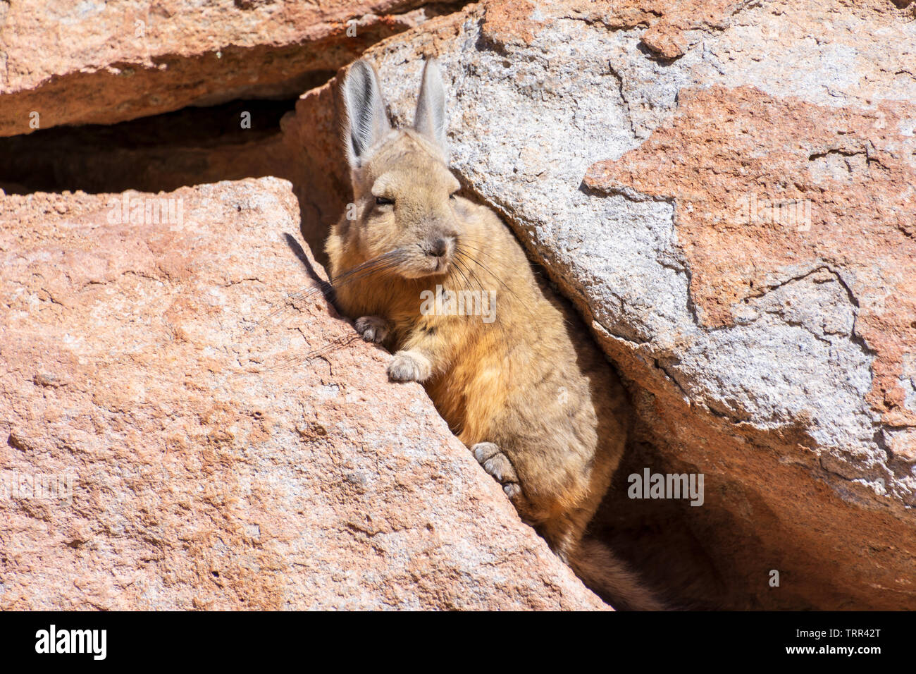 A Southern Viscacha from Bolivia Stock Photo - Alamy