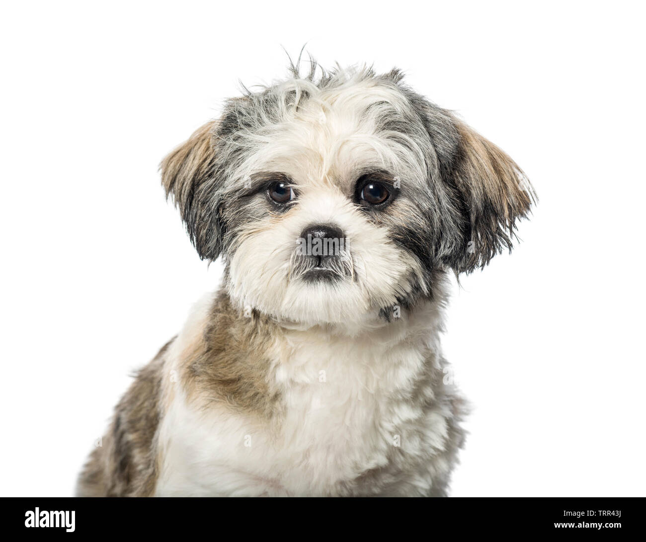 Lhasa Apso in front of white background Stock Photo - Alamy