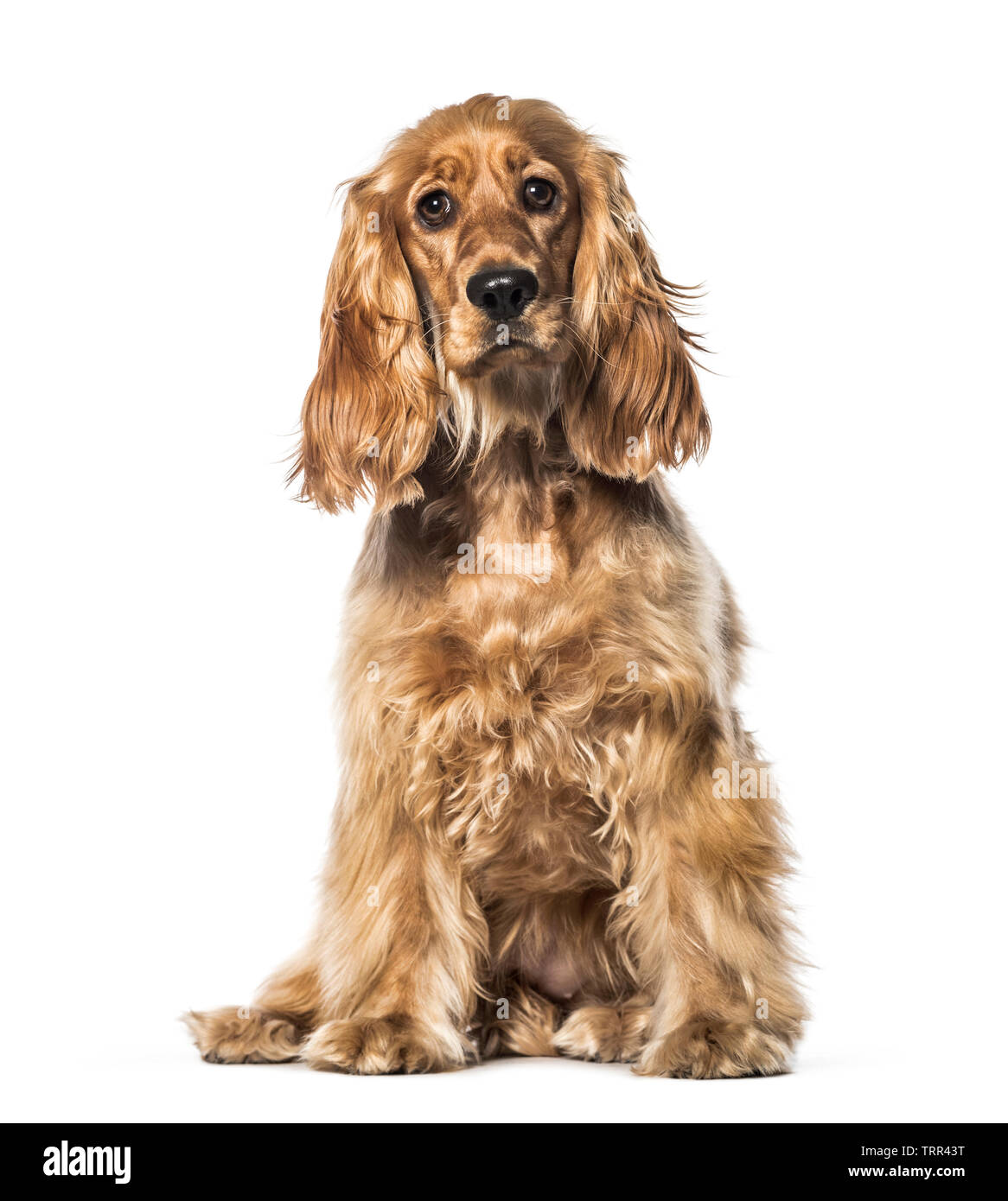 English Cocker sitting in front of white background Stock Photo - Alamy