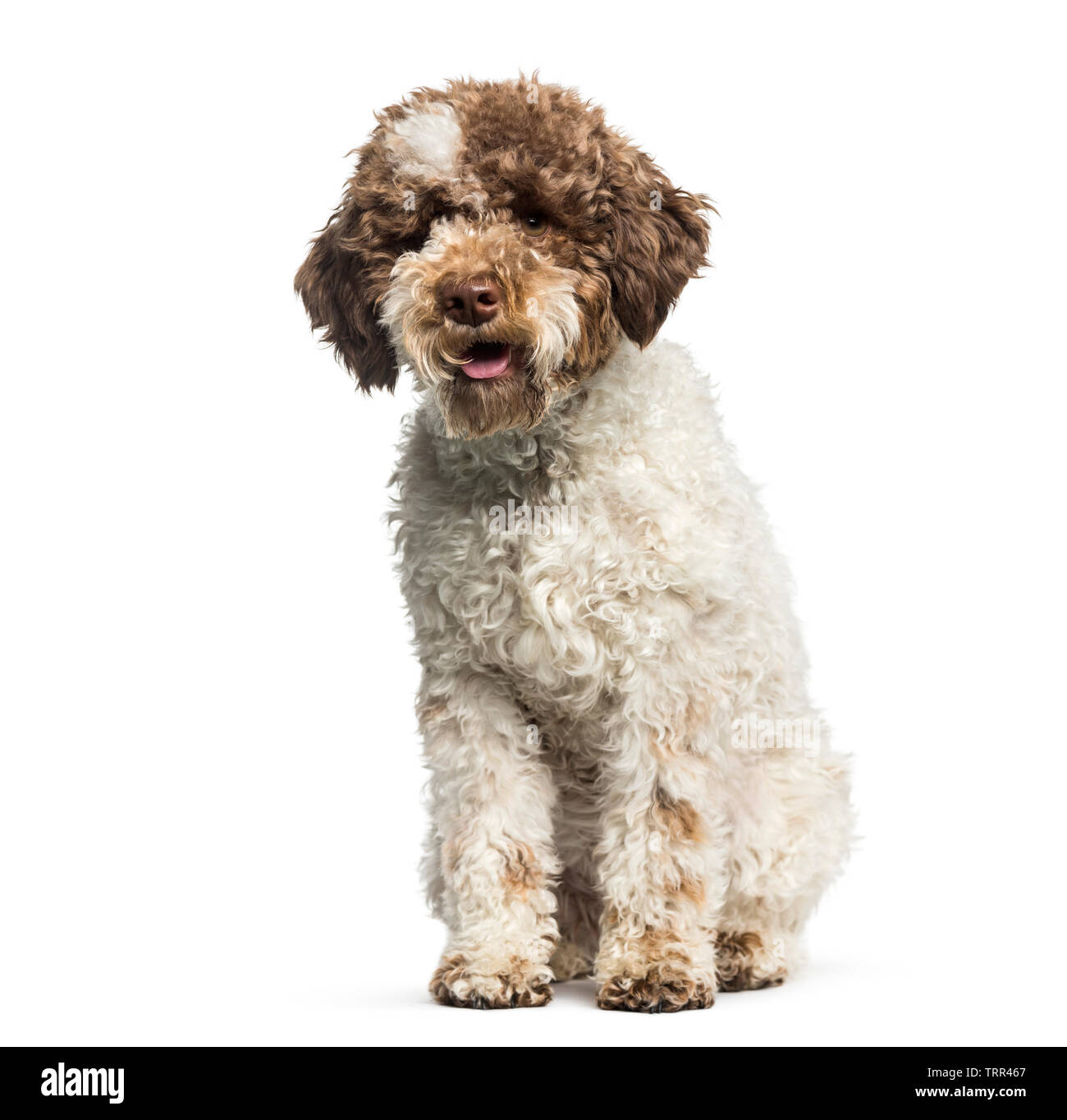 Lagotto Romagnolo, 7 months, sitting in front of white background Stock ...