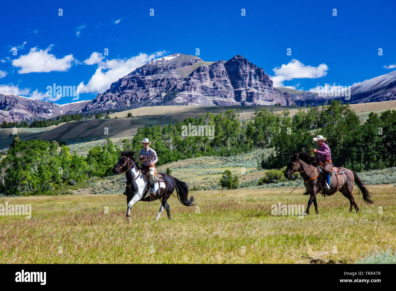 Absaroka horses hi-res stock photography and images - Alamy