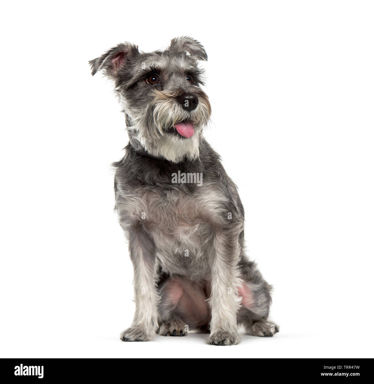 Miniature Schnauzer sitting in front of white background Stock Photo ...