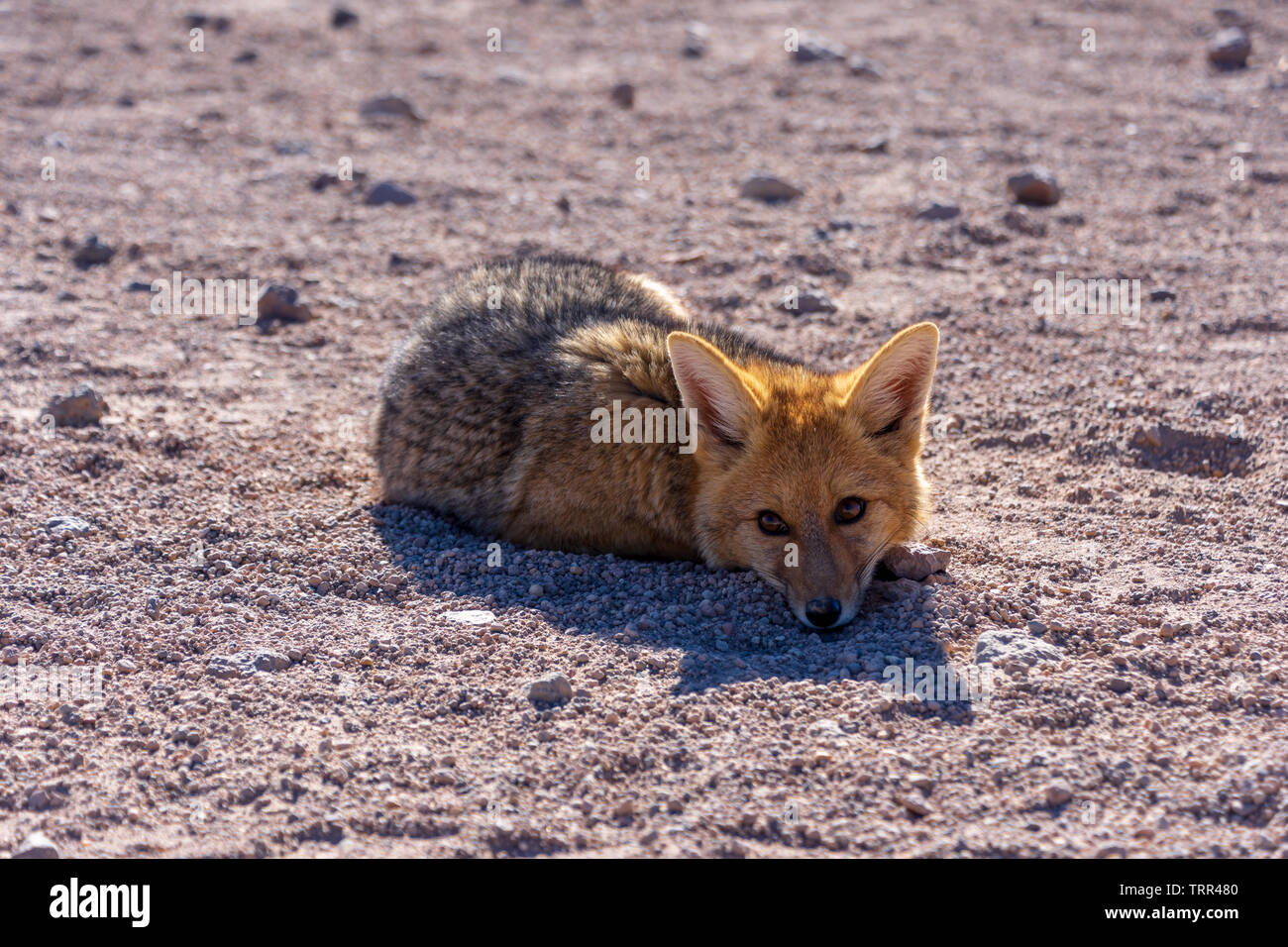 An Andean Fox or Culpeo (Lycalopex Culpaeus) laying down in the ...