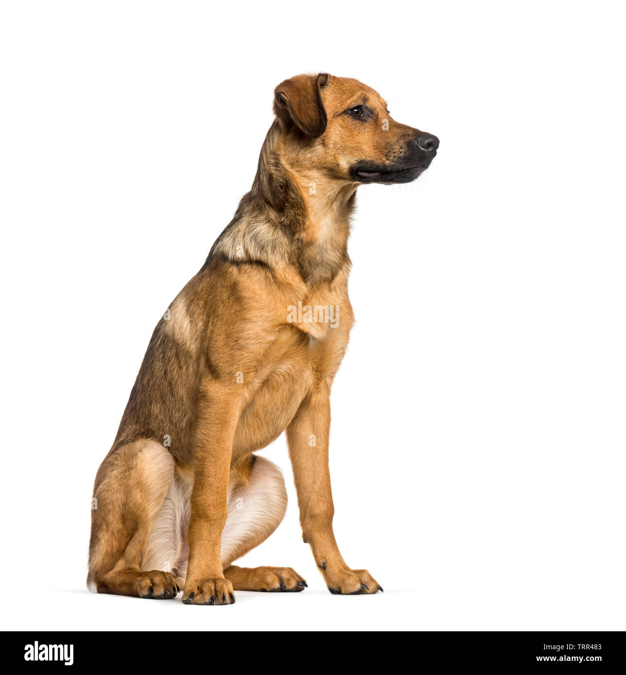 Dog Sitting Profile