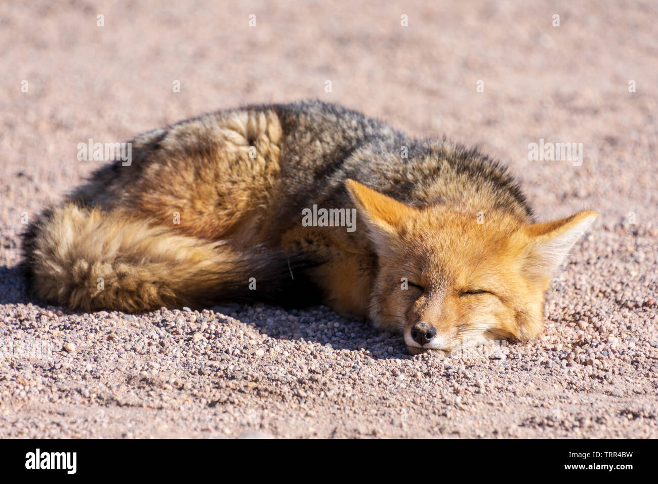 An Andean Fox or Culpeo (Lycalopex Culpaeus) sleeping in the Altiplano ...
