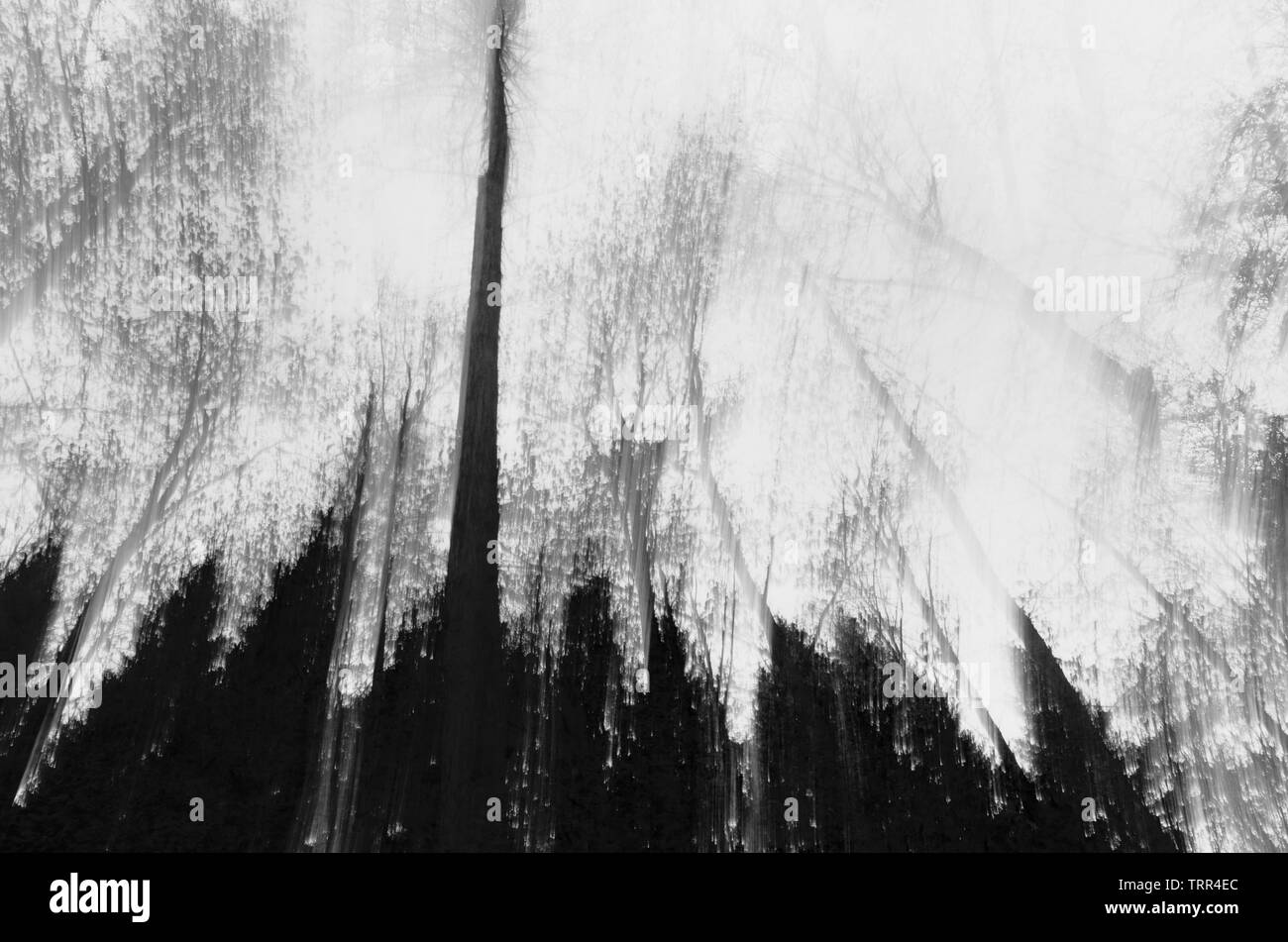 Different Trees in Forest with Movement in Black and White Stock Photo ...