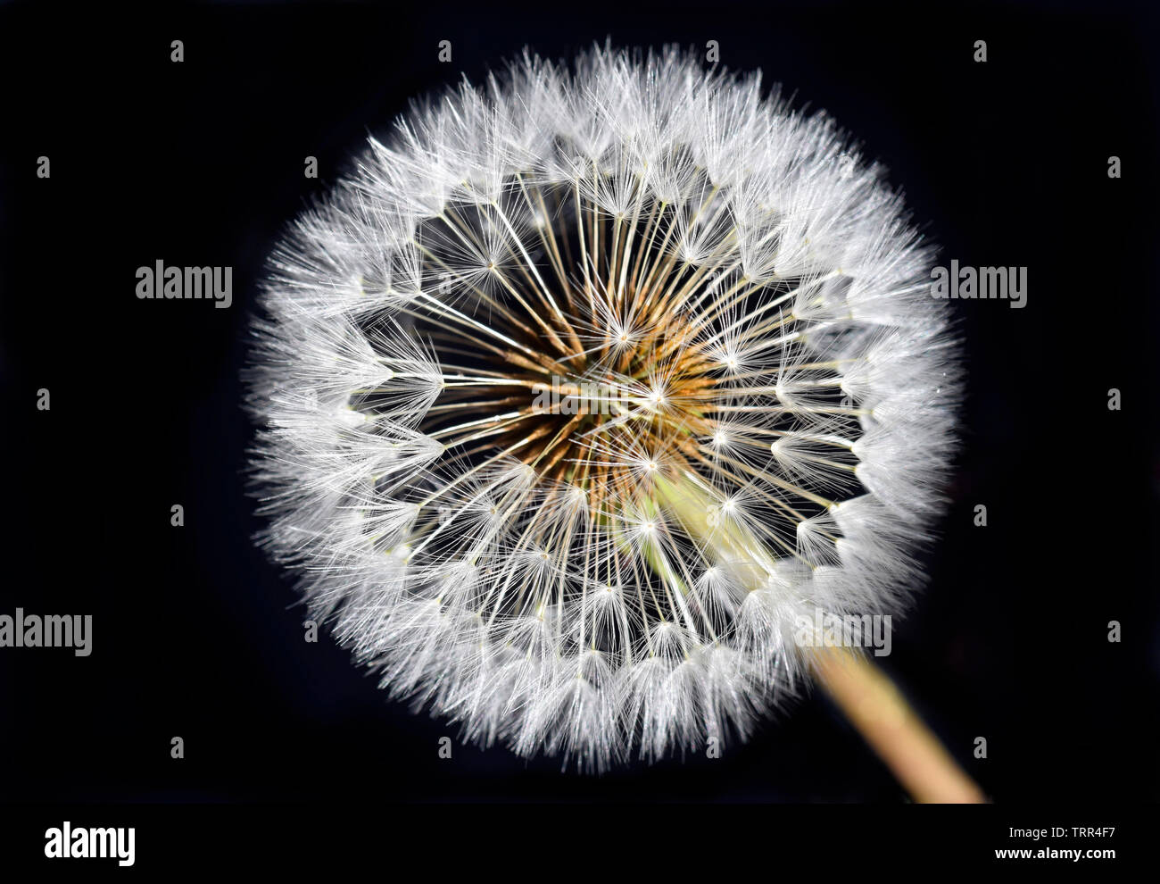 Seed cut out dandelion hi-res stock photography and images - Alamy