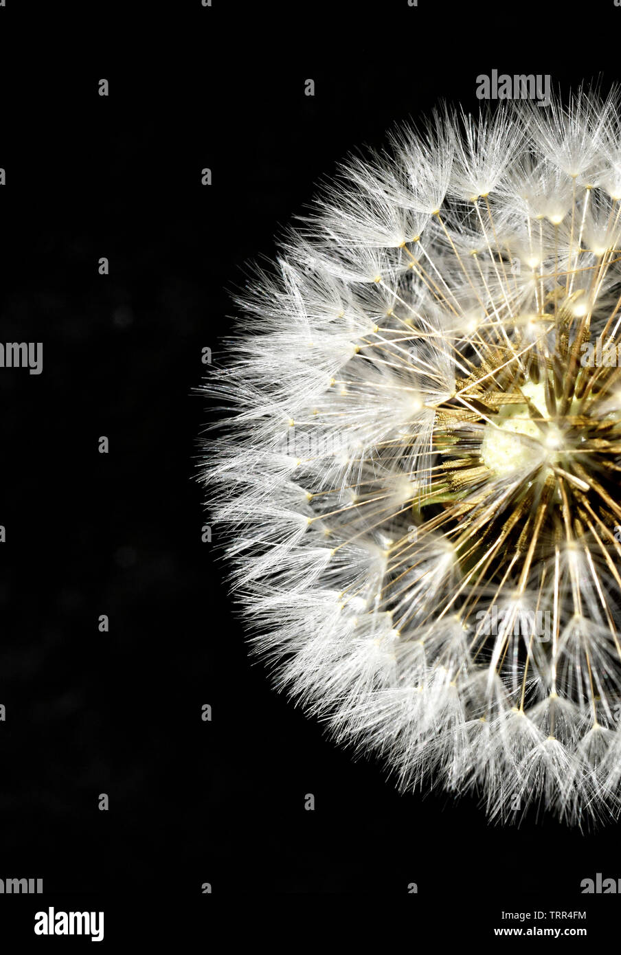 Seed cut out dandelion hi-res stock photography and images - Alamy
