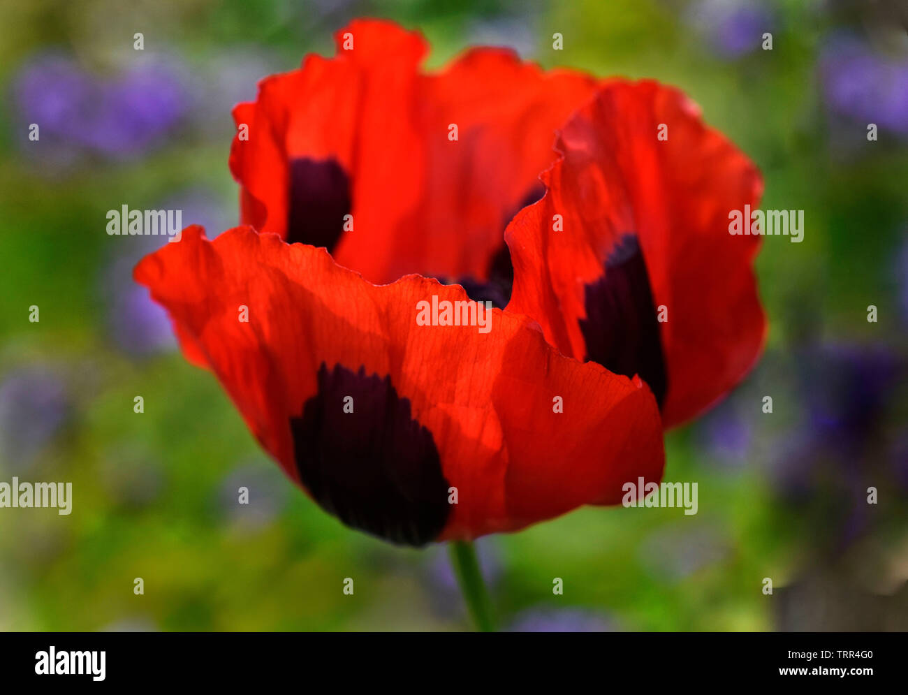 Ladybird poppy up close hi-res stock photography and images - Alamy