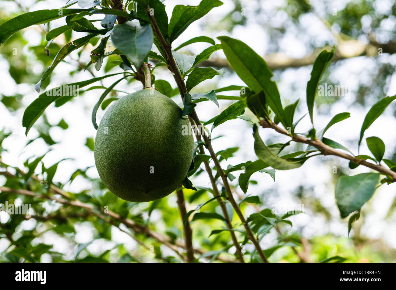 Calabash tree crescentia cujete Stock Photo - Alamy
