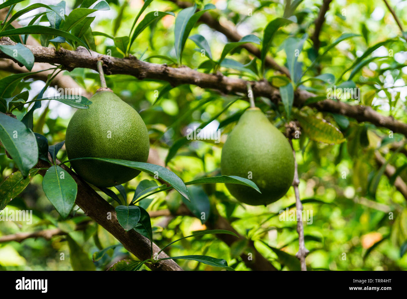 Crescentia cujete hi-res stock photography and images - Alamy