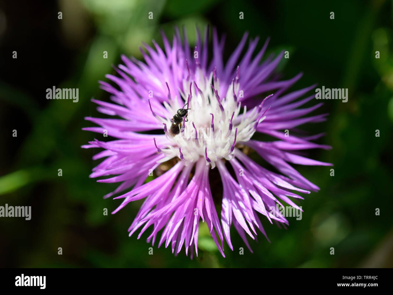 Whitewash cornflower centaurea dealbata hi-res stock photography and ...