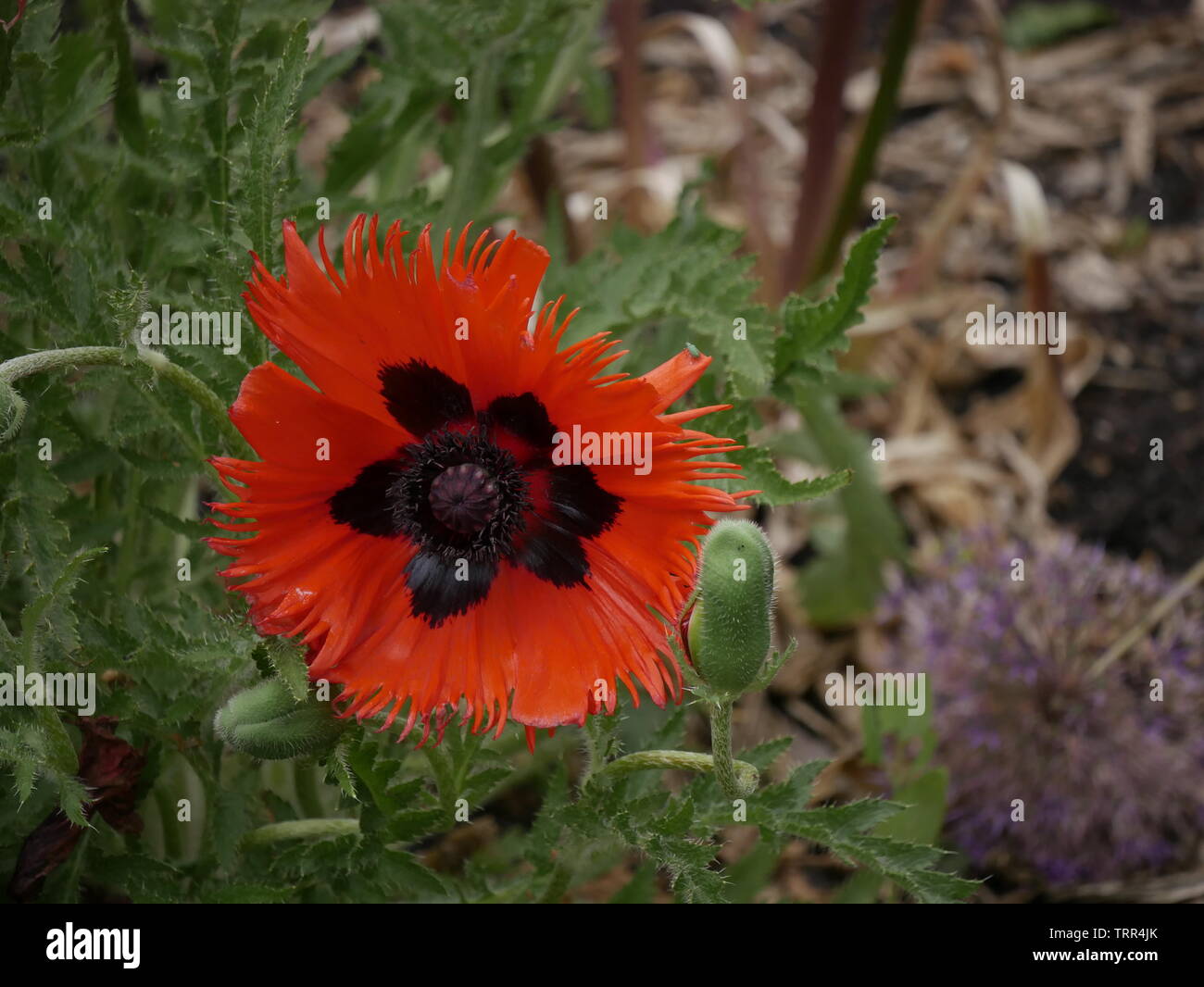 Papaver somniferum giganteum hi-res stock photography and images - Alamy