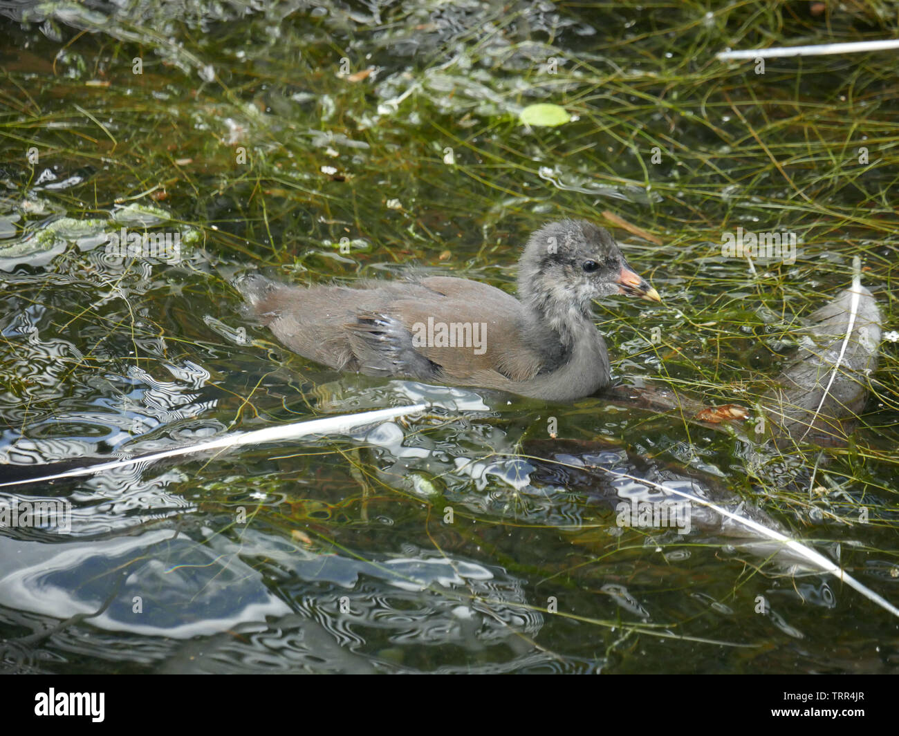 Juvenile moorhen -Gallinula chloropus on the Serpentine Lake, Hyde Park ...