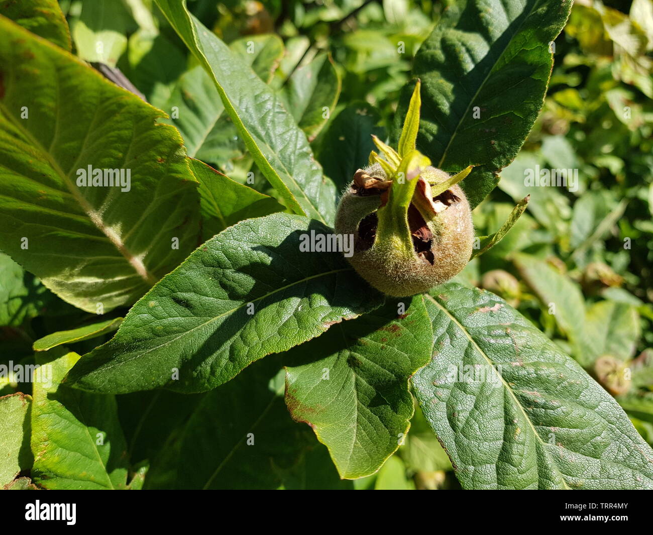 Mespilus germanica apple Stock Photo - Alamy