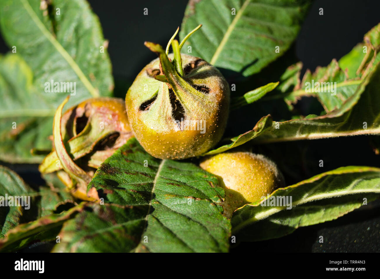Mespilus germanica apple Stock Photo - Alamy