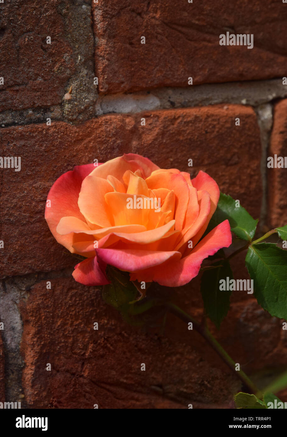 Single rose hi-res stock photography and images - Alamy
