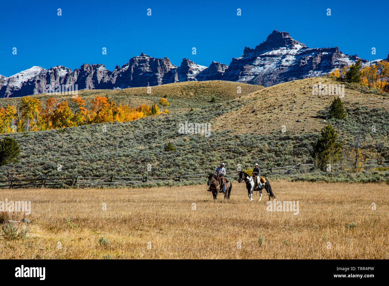 Absaroka Ranch, Wyoming; running the horses in the morning, bring them ...
