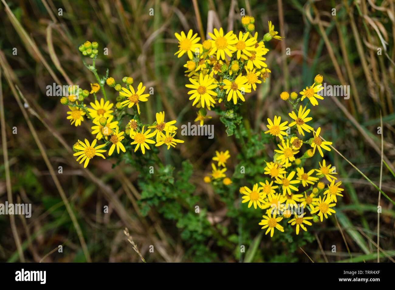 Yellow Flower Senico jacobaea Stock Photo - Alamy