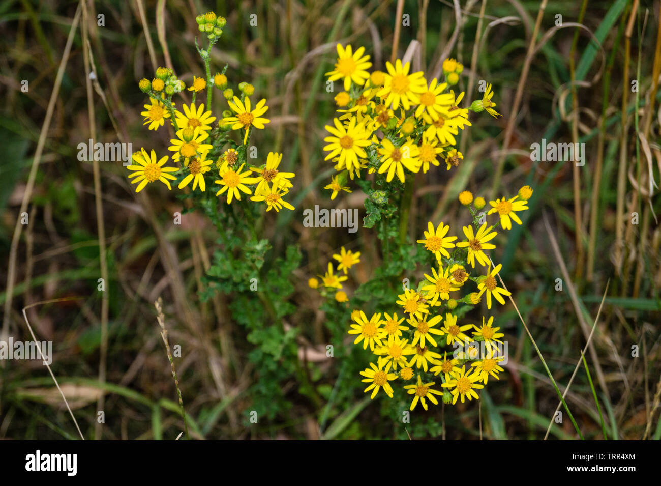 Senico jacobaea hi-res stock photography and images - Alamy