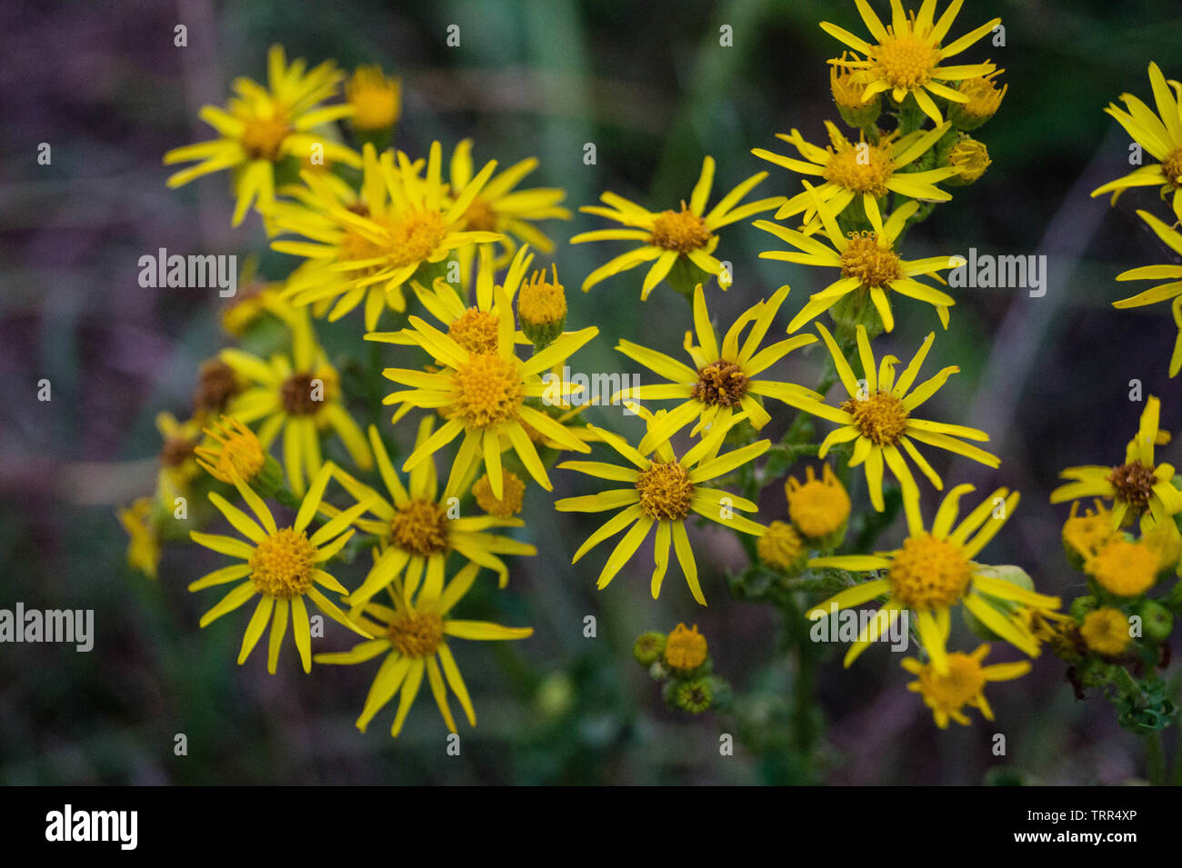 Senico Jacobaea High Resolution Stock Photography and Images - Alamy