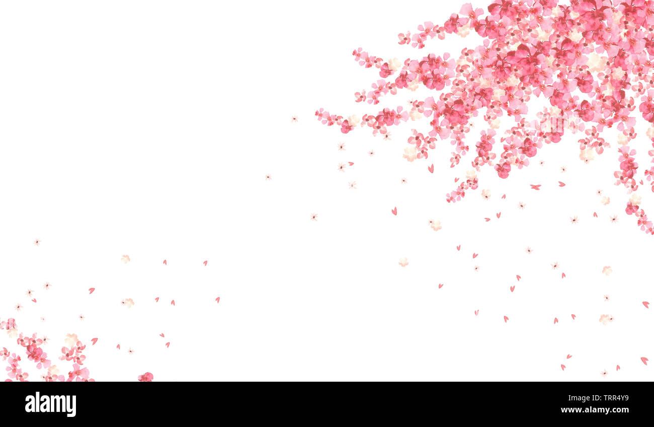 horizontal banner with pink blooming watercolor flowers isolated on ...