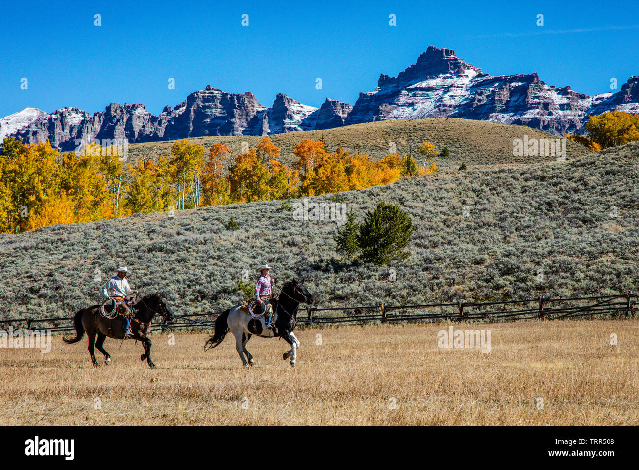 Absaroka Ranch, Wyoming; running the horses in the morning, bring them ...