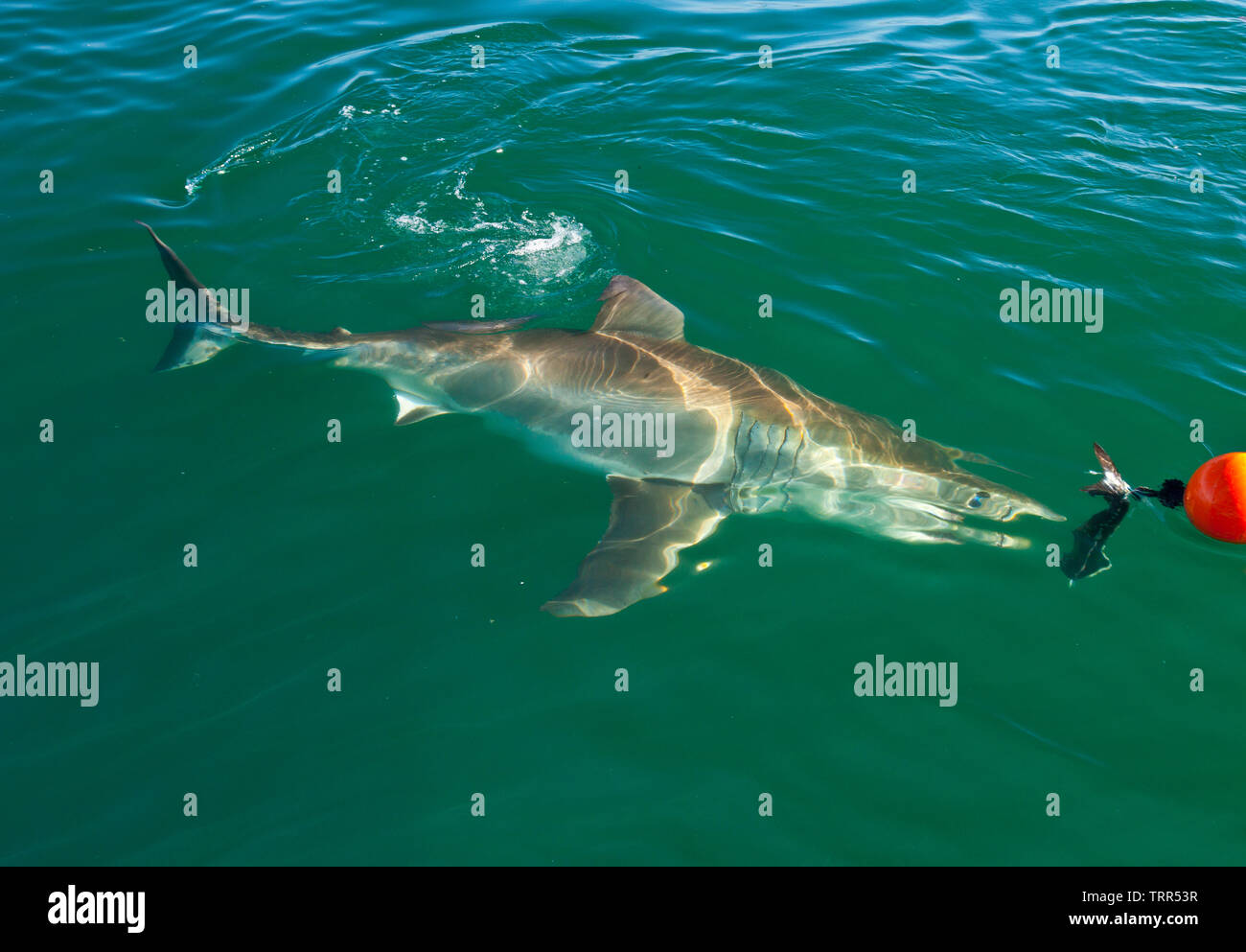 GREAT WHITE SHARK (Carcharodon carcharias), Seal island, False Bay ...