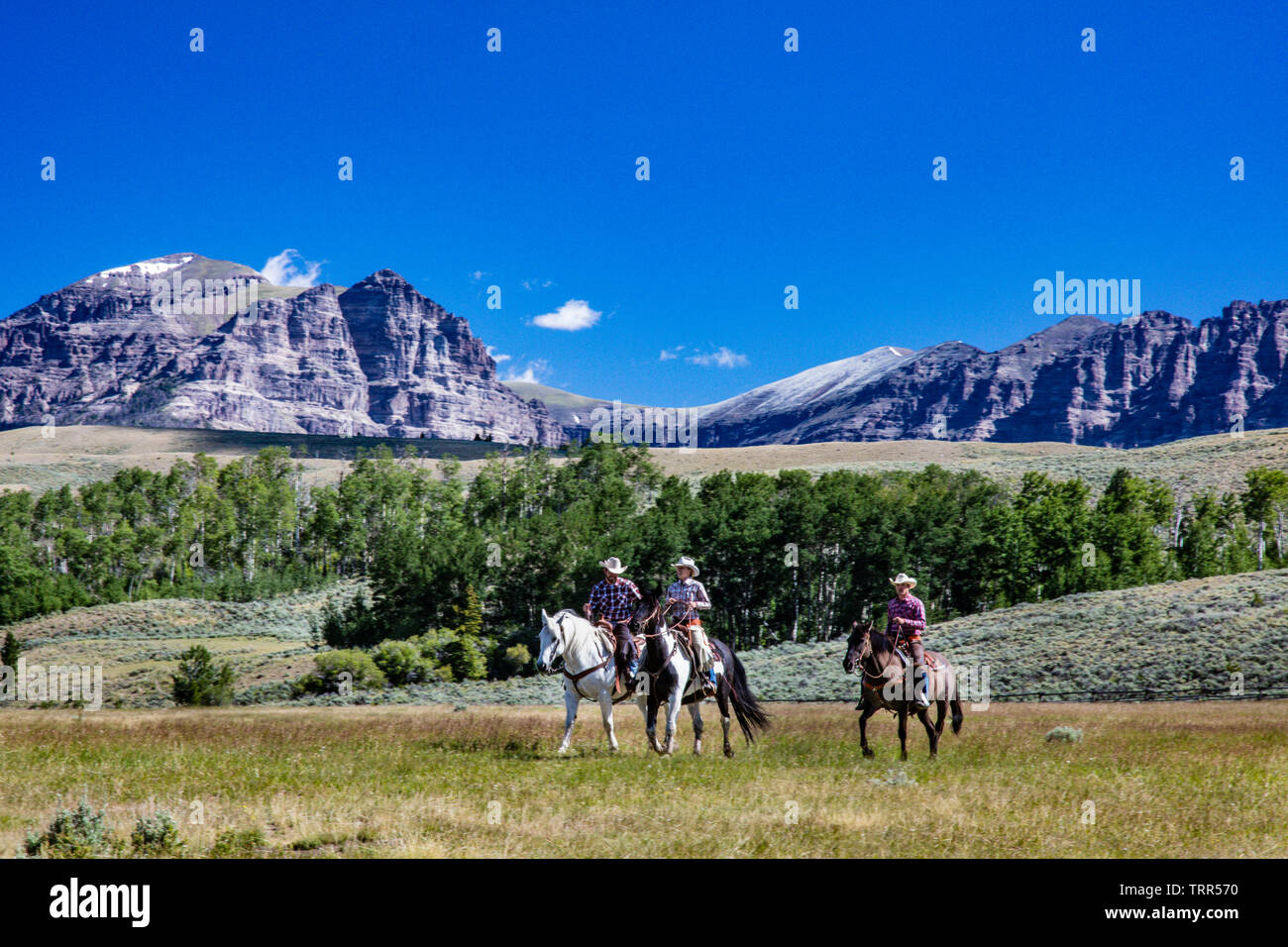 Absaroka Ranch, Wyoming; running the horses in the morning, bring them ...