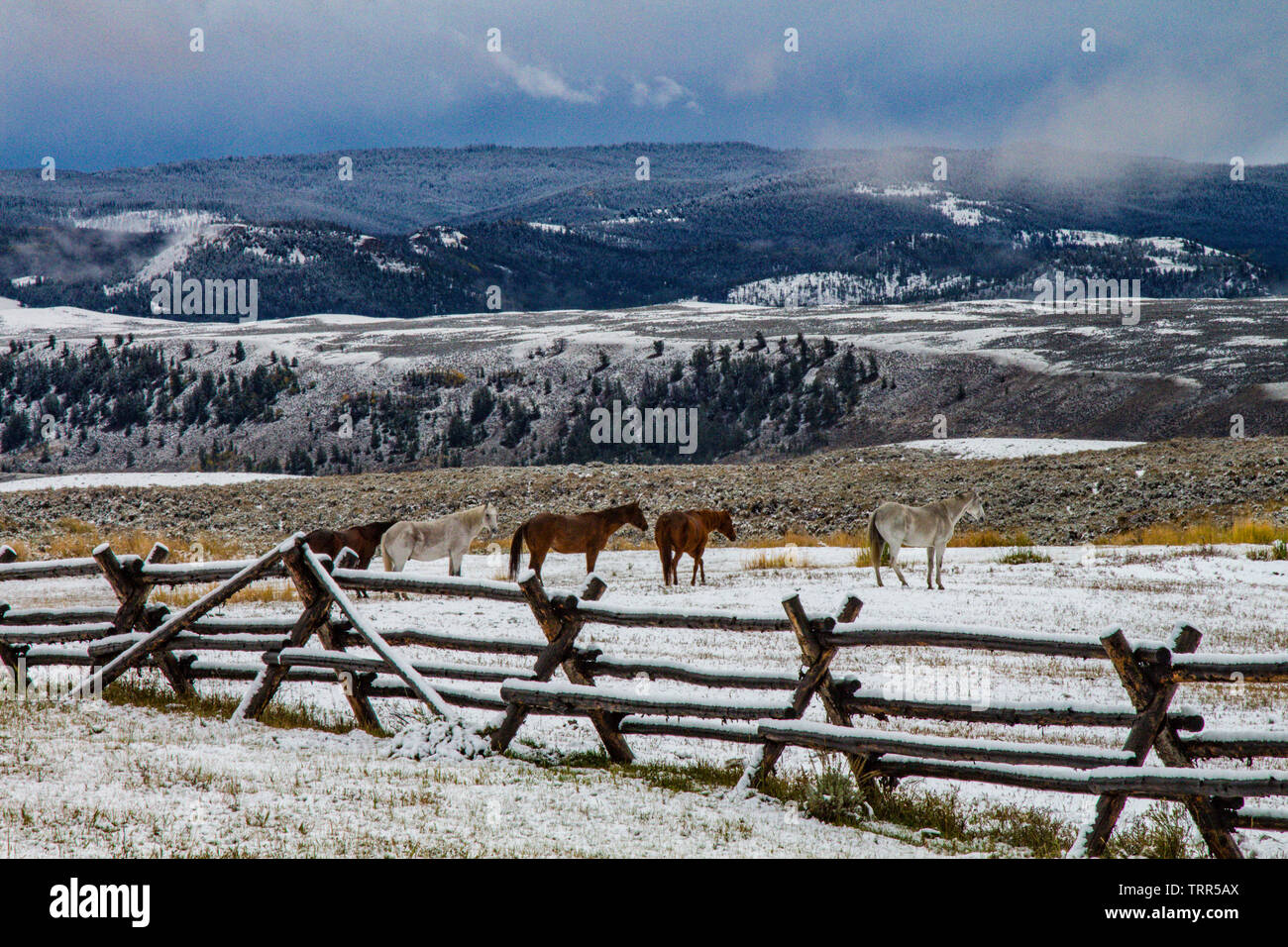 Horses in corral, Absaroka Ranch, Wyoming after snowstorm Stock Photo ...