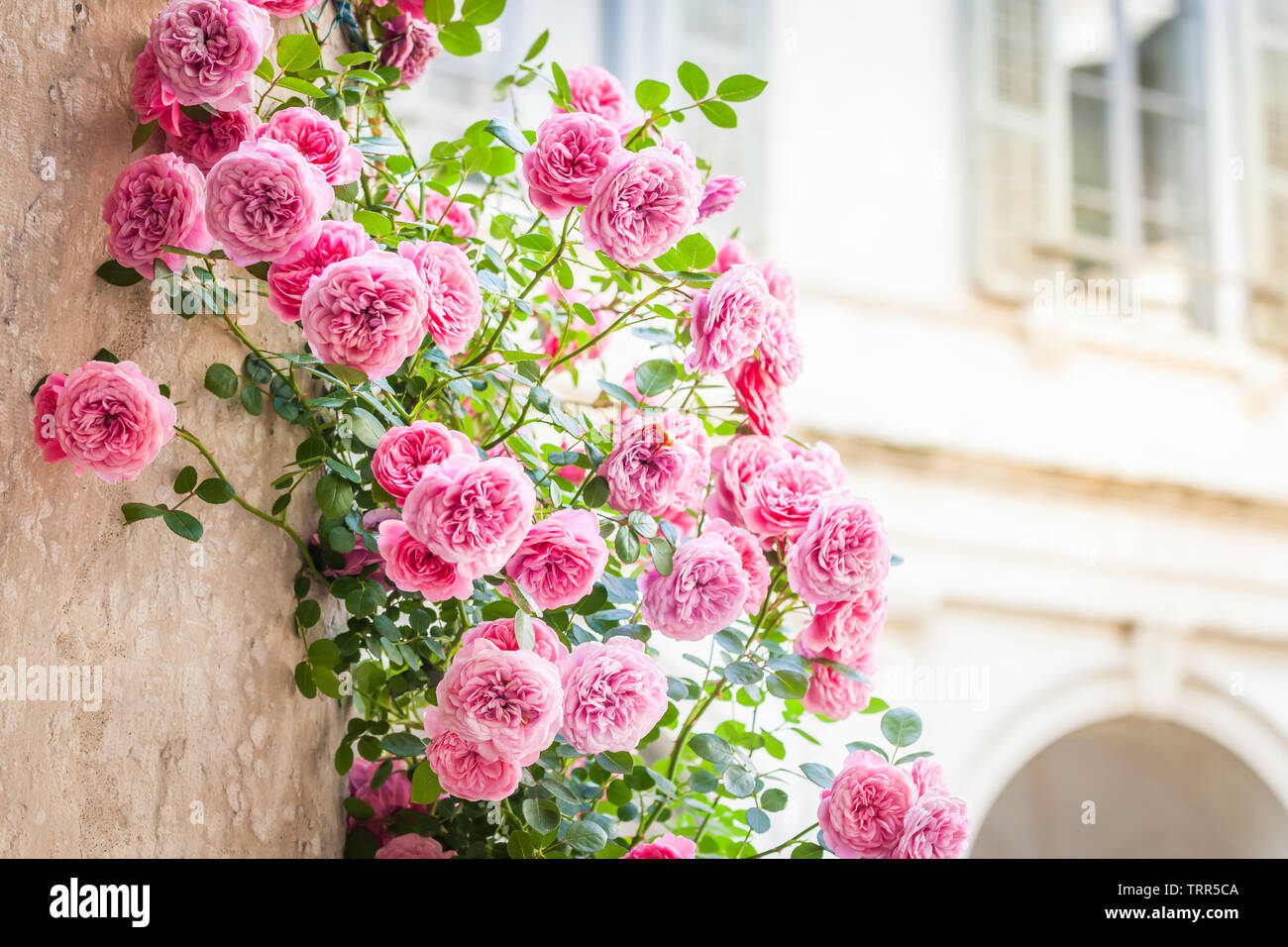 Roses climbing on column in italian patio, romantic vintage toned with ...