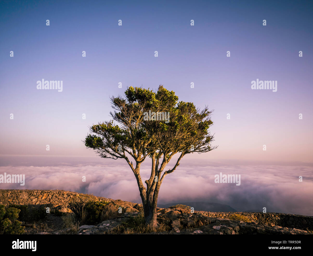 A single tree on top of a mountain above the clouds during sunset Stock ...
