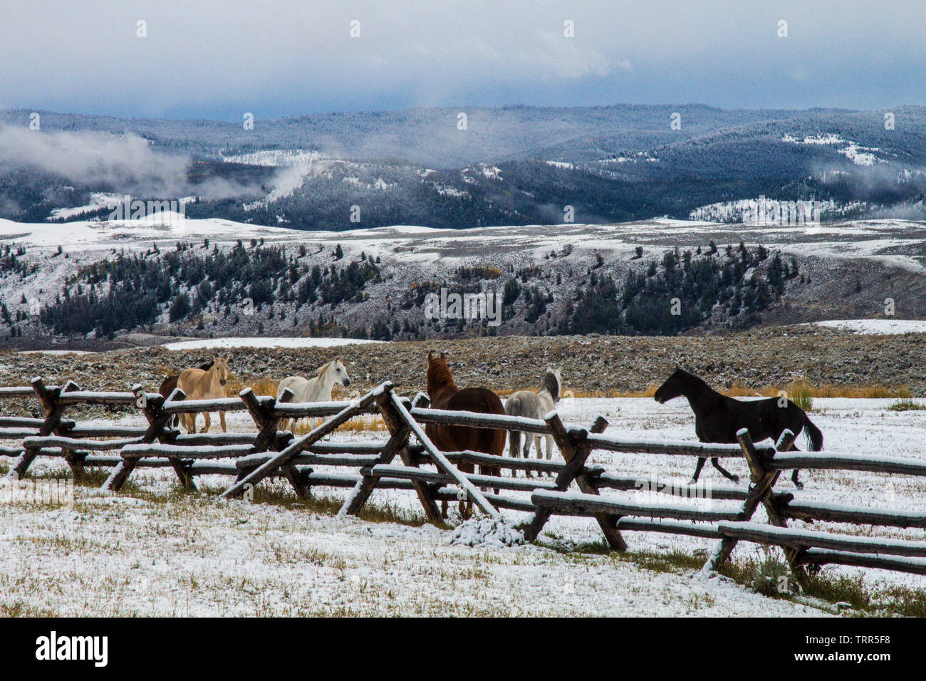 Absaroka horses hi-res stock photography and images - Alamy