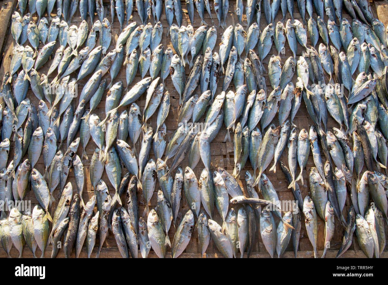 Genus sardella hi-res stock photography and images - Alamy