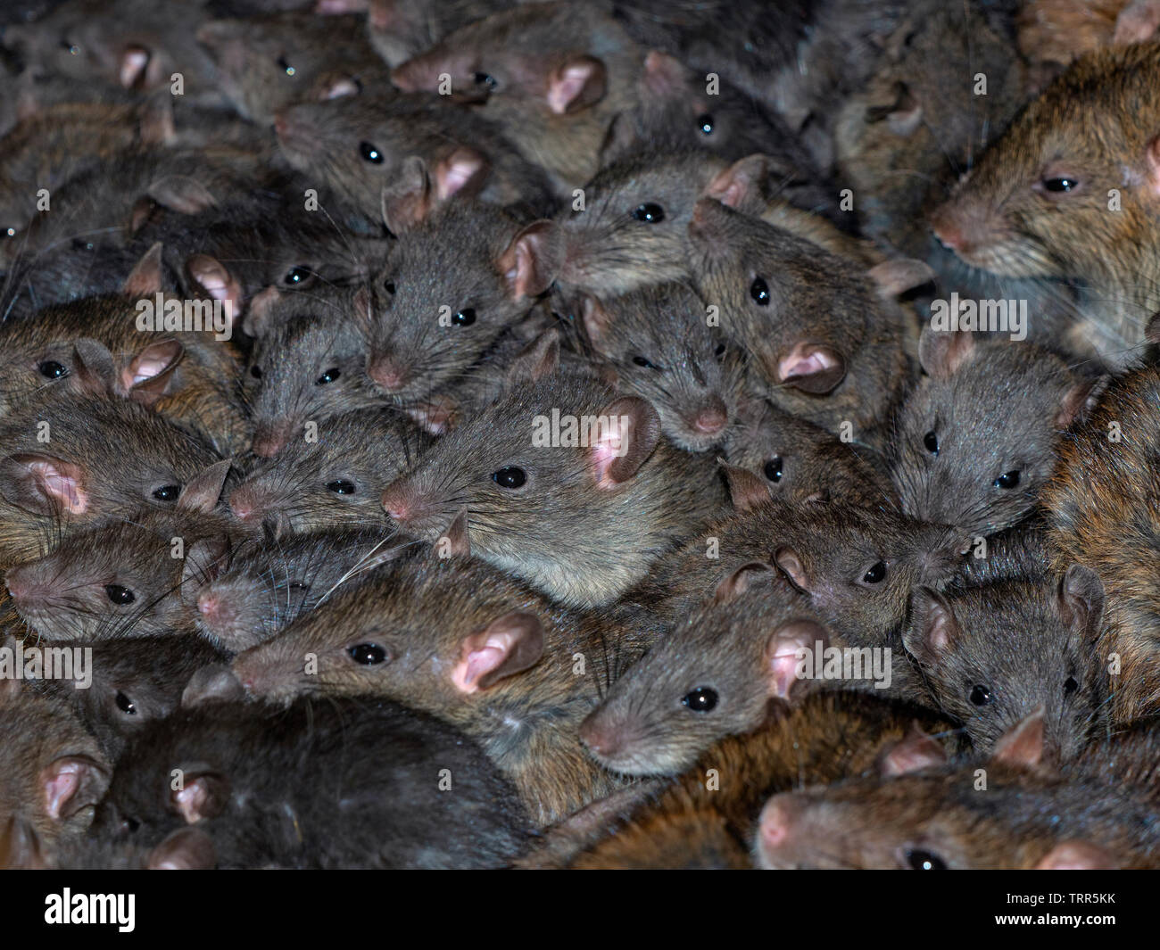 Brown Rats Rattus norvegicus in farm barn Stock Photo - Alamy