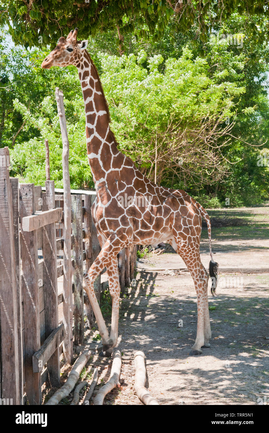 Giraffes can be found in the Philippines in Calauit Safari Park, a ...