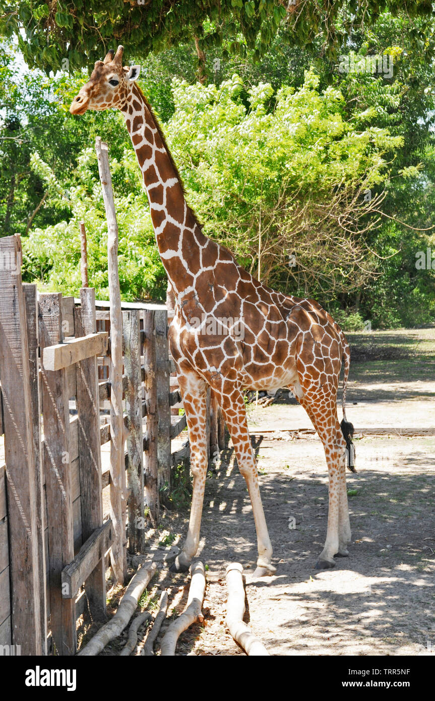 Giraffes can be found in the Philippines in Calauit Safari Park, a ...