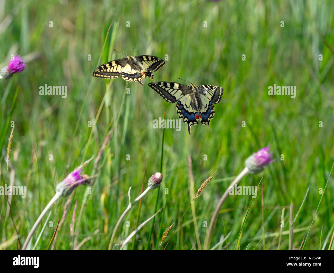 Suffolk butterflies hi-res stock photography and images - Alamy