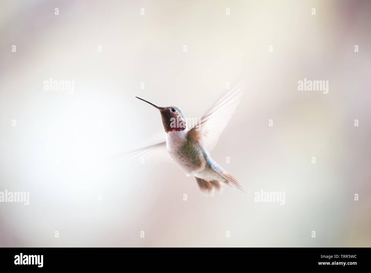 hummingbird in flight Stock Photo - Alamy