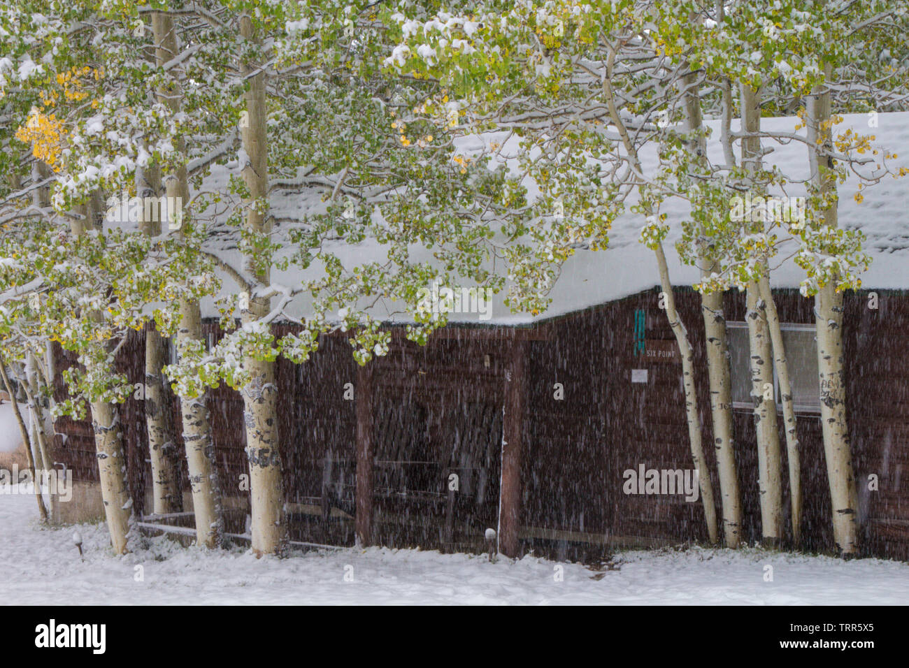 Late autumn snowstorm at the Absaroka Ranch in Wyoming Stock Photo - Alamy