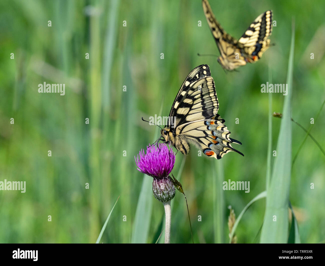 Grass and flying insects hi-res stock photography and images - Alamy