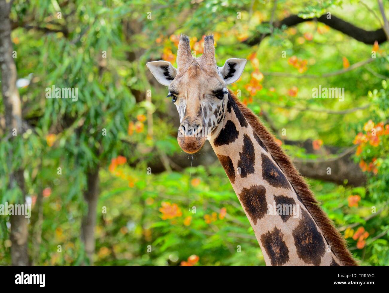 Senses of hearing and smell are sharp hi-res stock photography and ...
