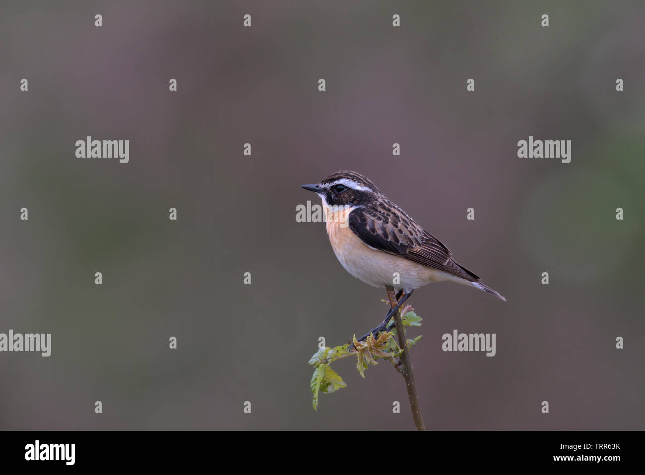 Male whinchat hi-res stock photography and images - Alamy