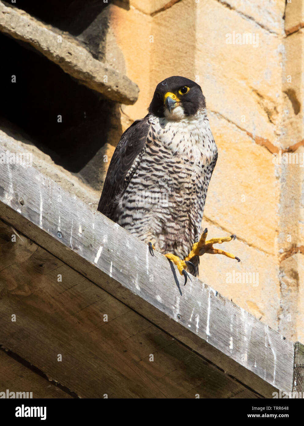 Female Peregrine Falcon on Tewkesbury Abbey Stock Photo - Alamy