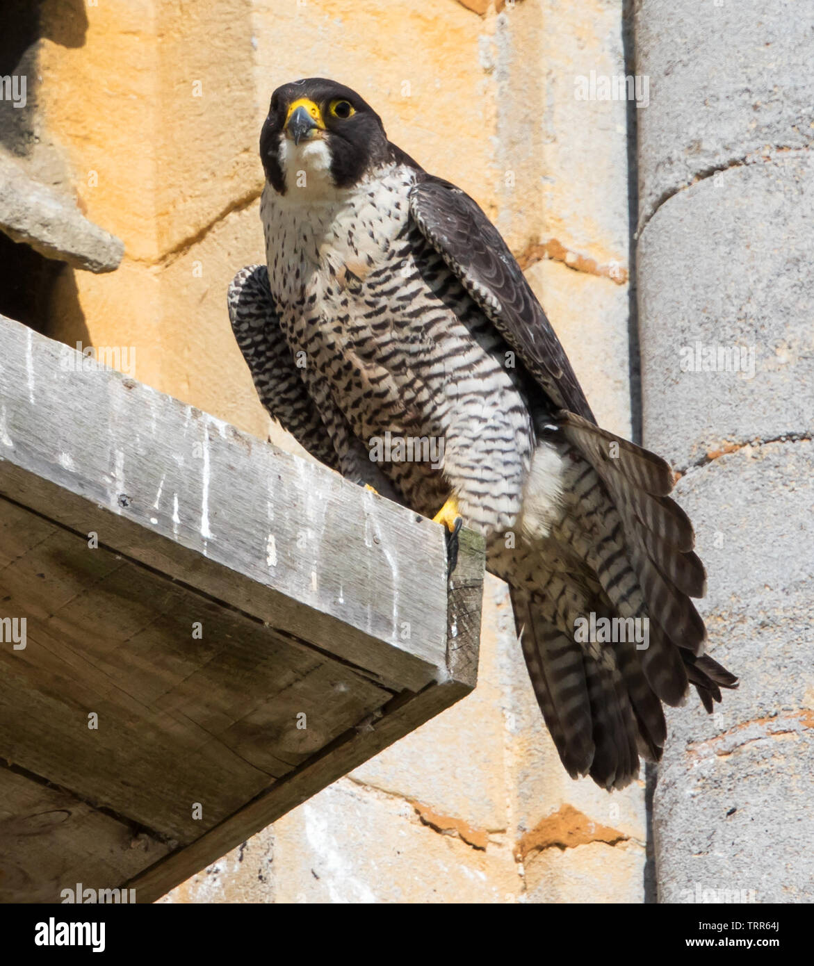 Female Peregrine Falcon on Tewkesbury Abbey Stock Photo - Alamy
