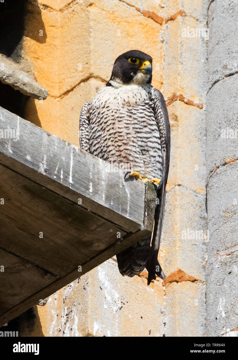 Female Peregrine Falcon on Tewkesbury Abbey Stock Photo - Alamy