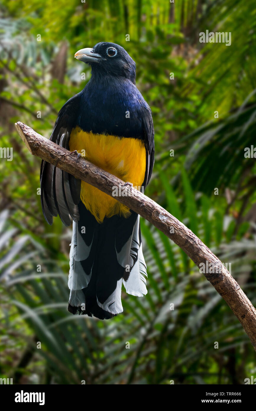 White-tailed trogon (Trogon chionurus / Trogon viridis chionurus ...