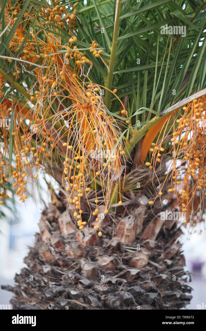Mediterranean palm trunk with long green leaves and small yellow fruits ...