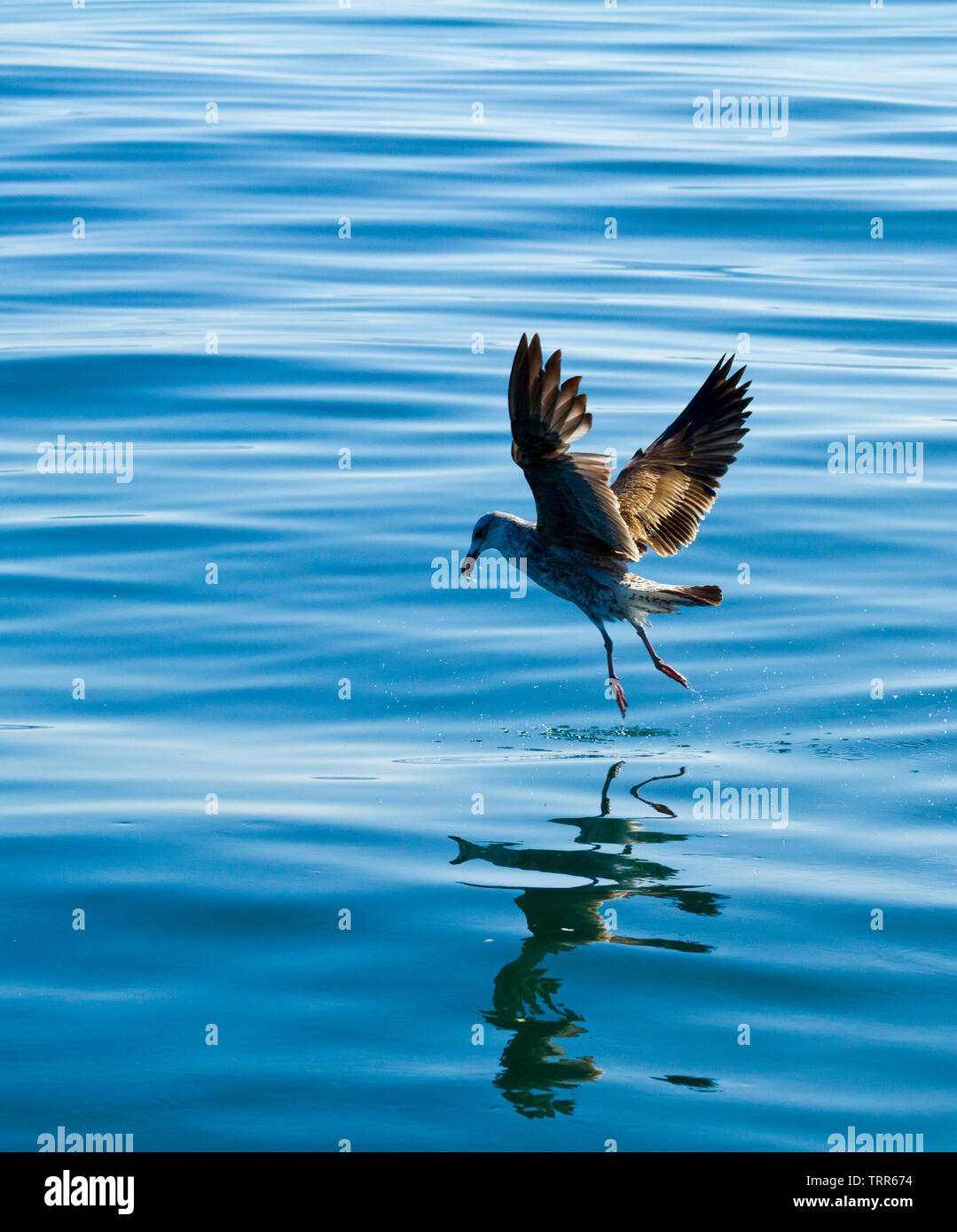 BLACK BACKED KELP GULL, False Bay, South Africa, Africa Stock Photo - Alamy