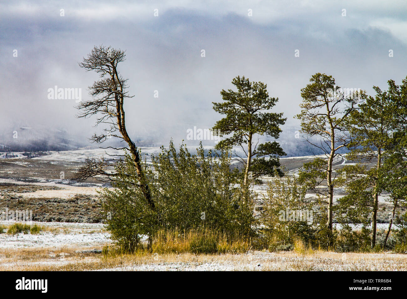 Absaroka horse hi-res stock photography and images - Alamy